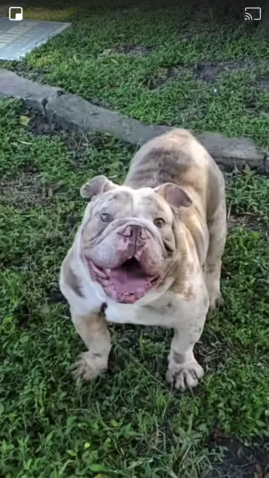 10 Reasons Why You Should Own An English Bulldog: The Ideal Family Dog ...