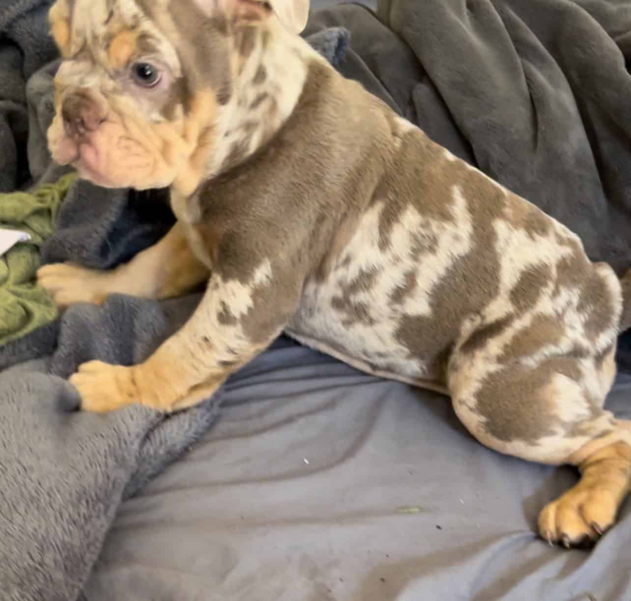Available Puppies - Dazzling Bulldogs